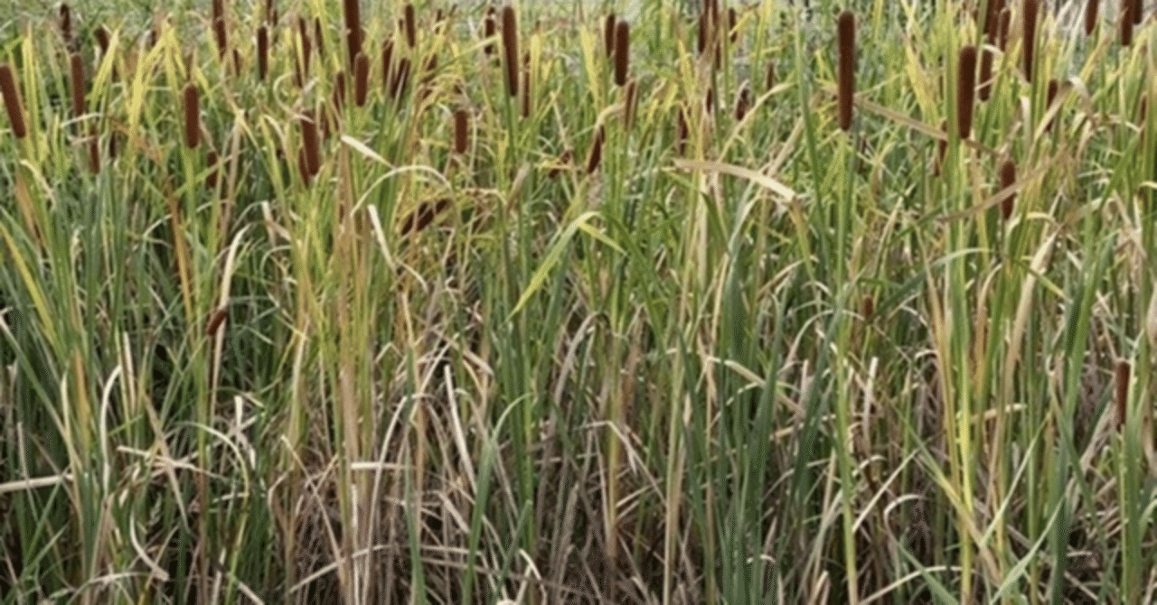 ビジネスの新芽004｜shinya