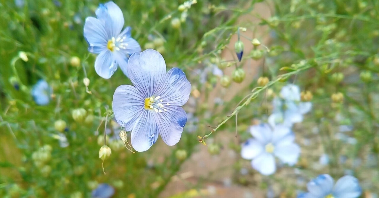 Hemp Flower｜Itsuki_Gabriel_Og