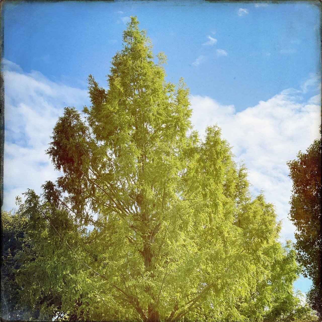 トイデジアプリで公園と空を撮影しました｜NAKA｜note