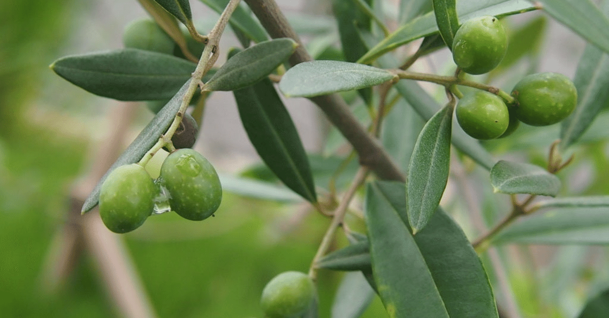 税法科目免除の大学院を目指す (2/2)｜USCPA ShinyaTominaga