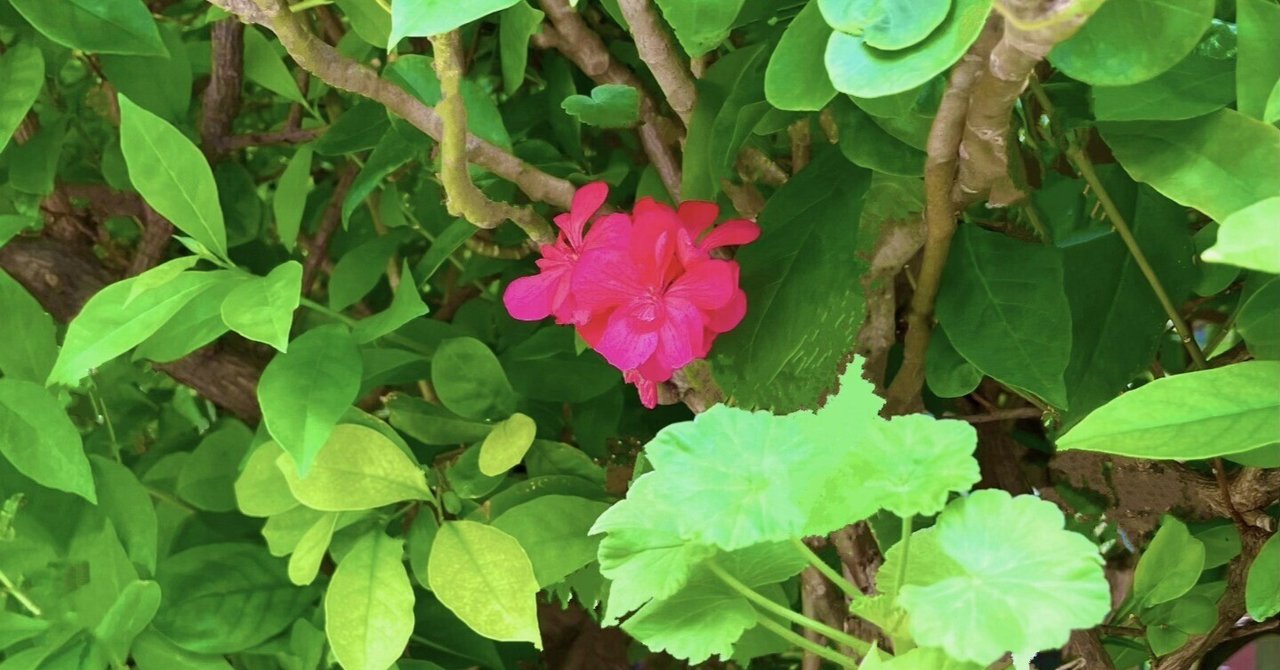 【詩】幼子のように｜ayano_leizen 冷泉文野