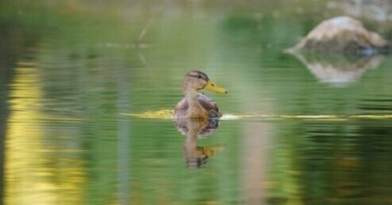 小学生に教えてもらうこと｜和田己生（Wada Kio）