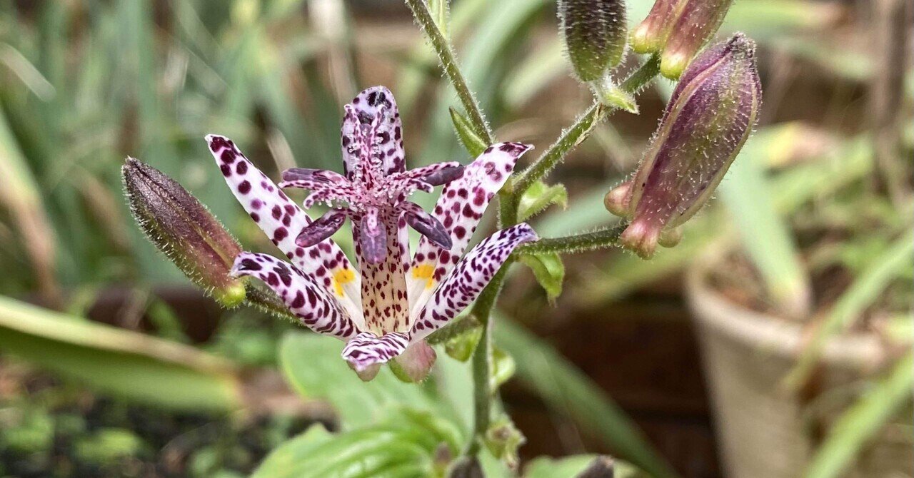 今日の花々と実｜之哲／Yuki Satoru｜note