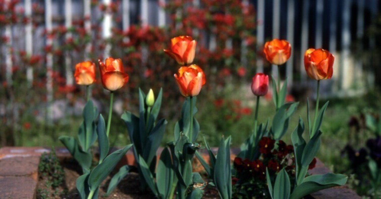 カメラの話を徒然に(22)｜robert_oku