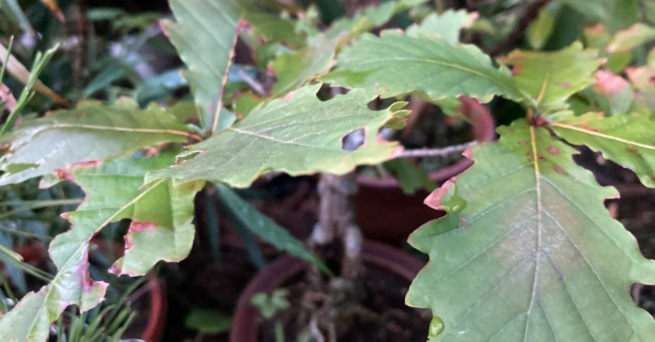 本人による解説書｜湊谷翔-Minatoya Kakeru-