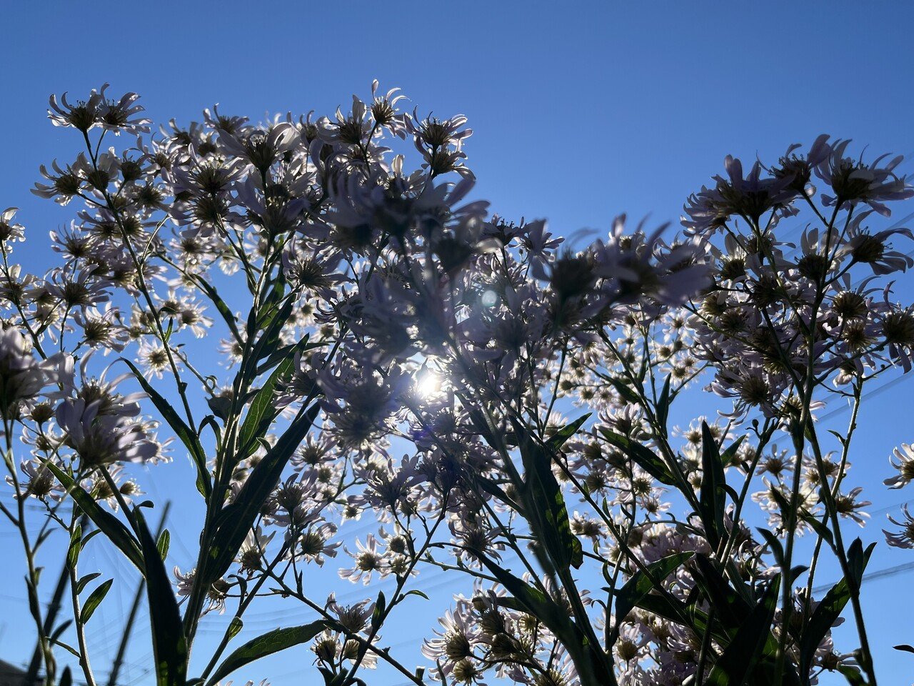 『おはようnote☀️ 』 おはよう御座います☘️ 今日も始まりましたね🍁 今日も暖かくして、 いってらっしゃい😊 ｜Ryosuke Matsusima