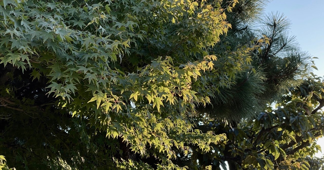 まだ紅葉はしていない｜hikodrums