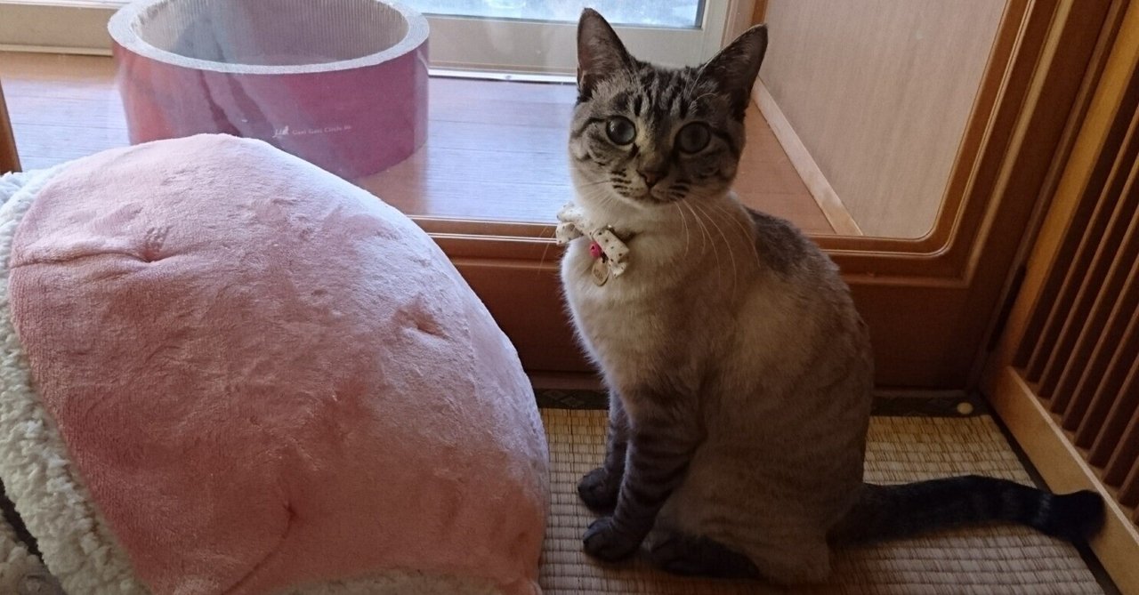 奇跡講座WB実践113 復習95、96｜(Linp&Ruru)本当の自分を知り、本当の自分として生きる