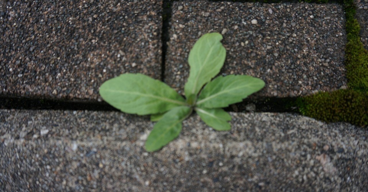 はじめまして ポジティブとは私のこと｜my1181