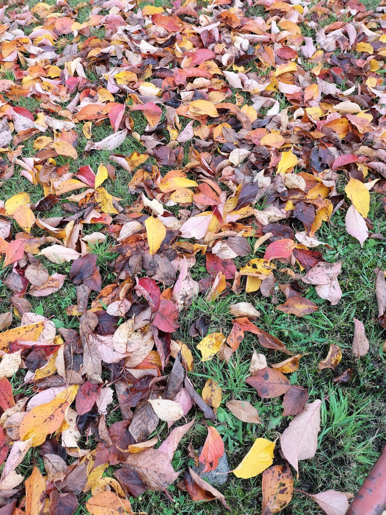 十六夜杯川柳って？という方必見です！ おはようよねちゃんさんから https://note.com/ohayou_yonechan/n/nf0ddd01a0cb1｜ふぅ。