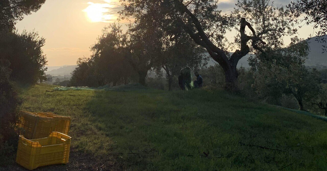 初搾り 2022｜OTA YUKI