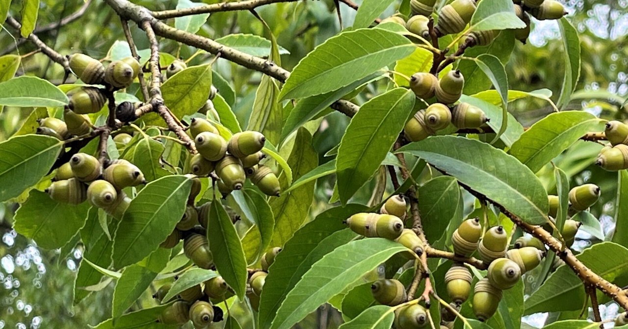 今日の1枚（2022/10/25）｜Chikako｜note