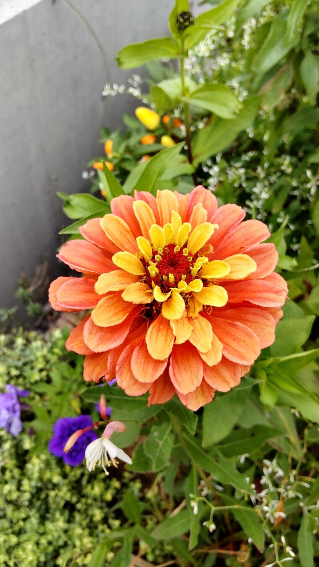 花は元気を私に分けてくれる｜mojira｜note