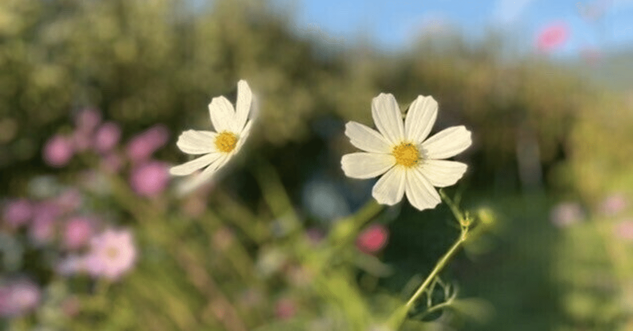 "Coffee With MarkZ" 木曜日の朝のチャット 10-27-2022//ホワイトハットの最後の大イベントの発表計画//GCRで ...