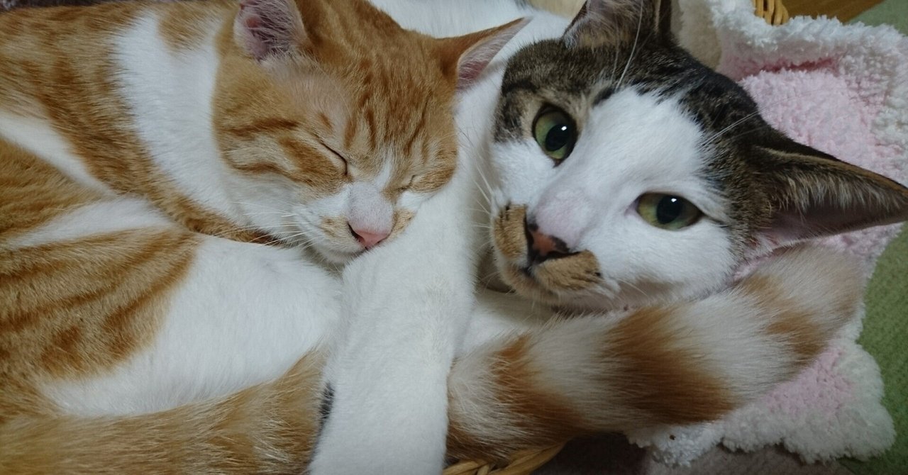 奇跡講座WB実践117 復習103、104｜(Linp&Ruru)本当の自分を知り、本当の自分として生きる