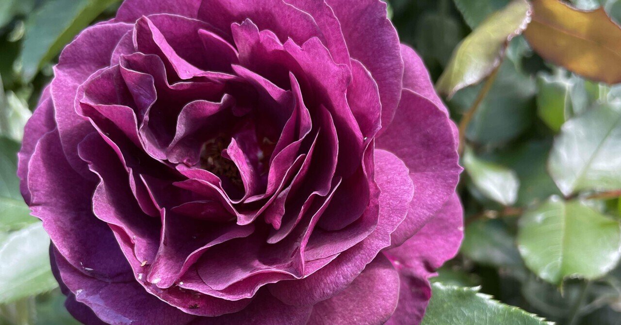 チャクラで生きる｜Aya Watanabe