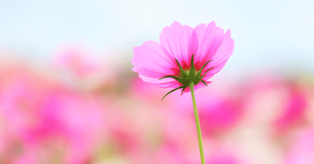 結局、自分しか残らない。｜kazuko