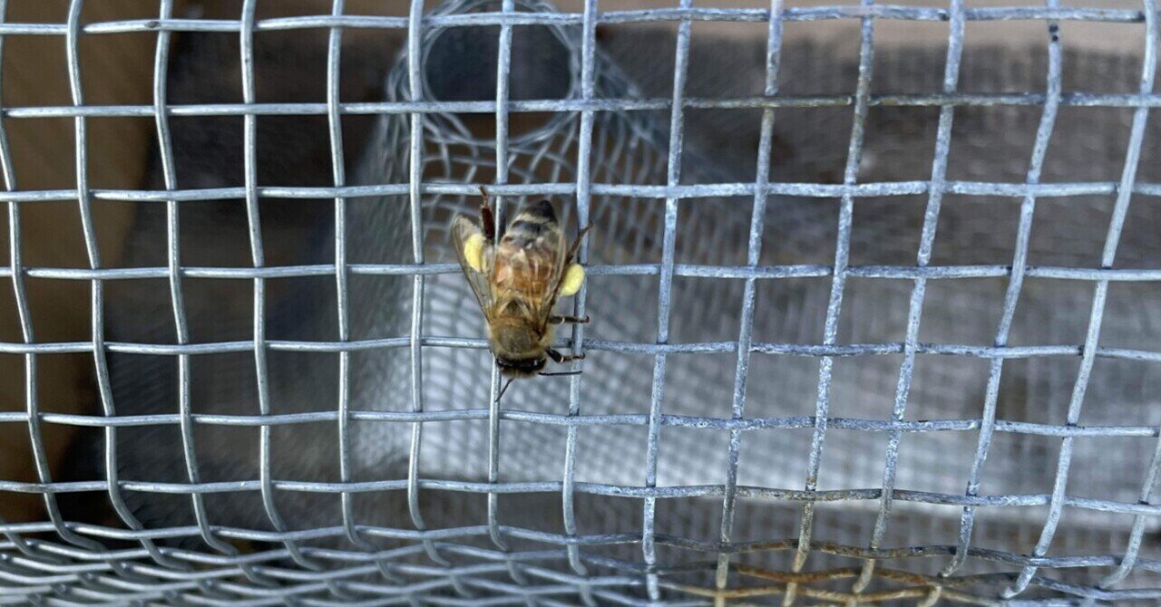 ダニ•ダメ🙅【養蜂生活597日目】｜yabusan（823）