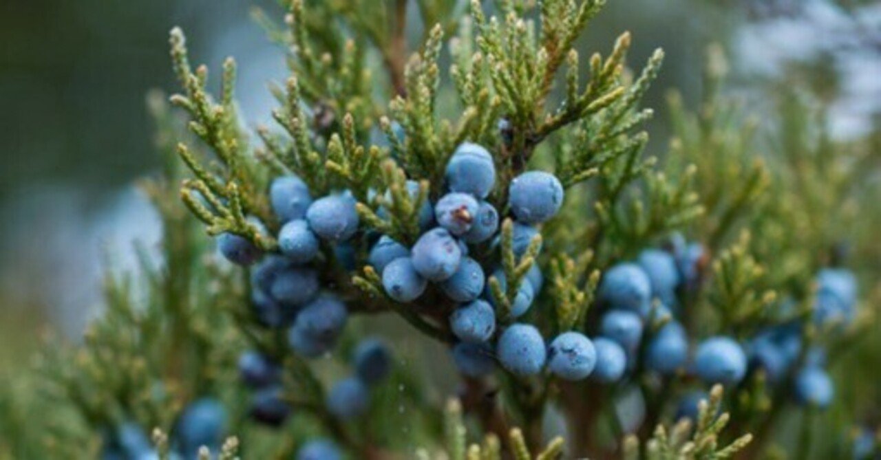 Jnniper berry（ジュニパー）のハーブティー｜koyuki