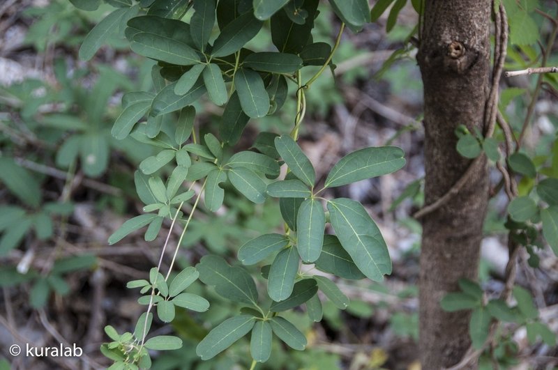 草木をモチーフにしたシームレスパターン制作その1「アケビ」｜kuralab.｜note