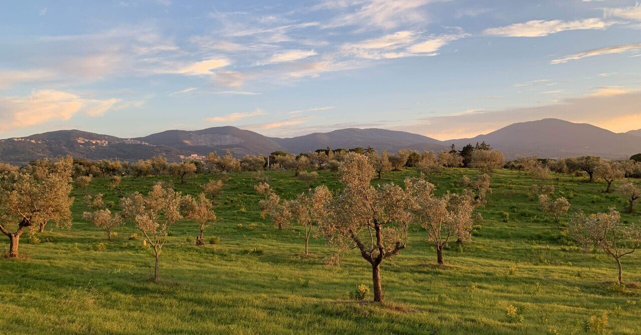 今年のオリーブオイルは…｜OTA YUKI