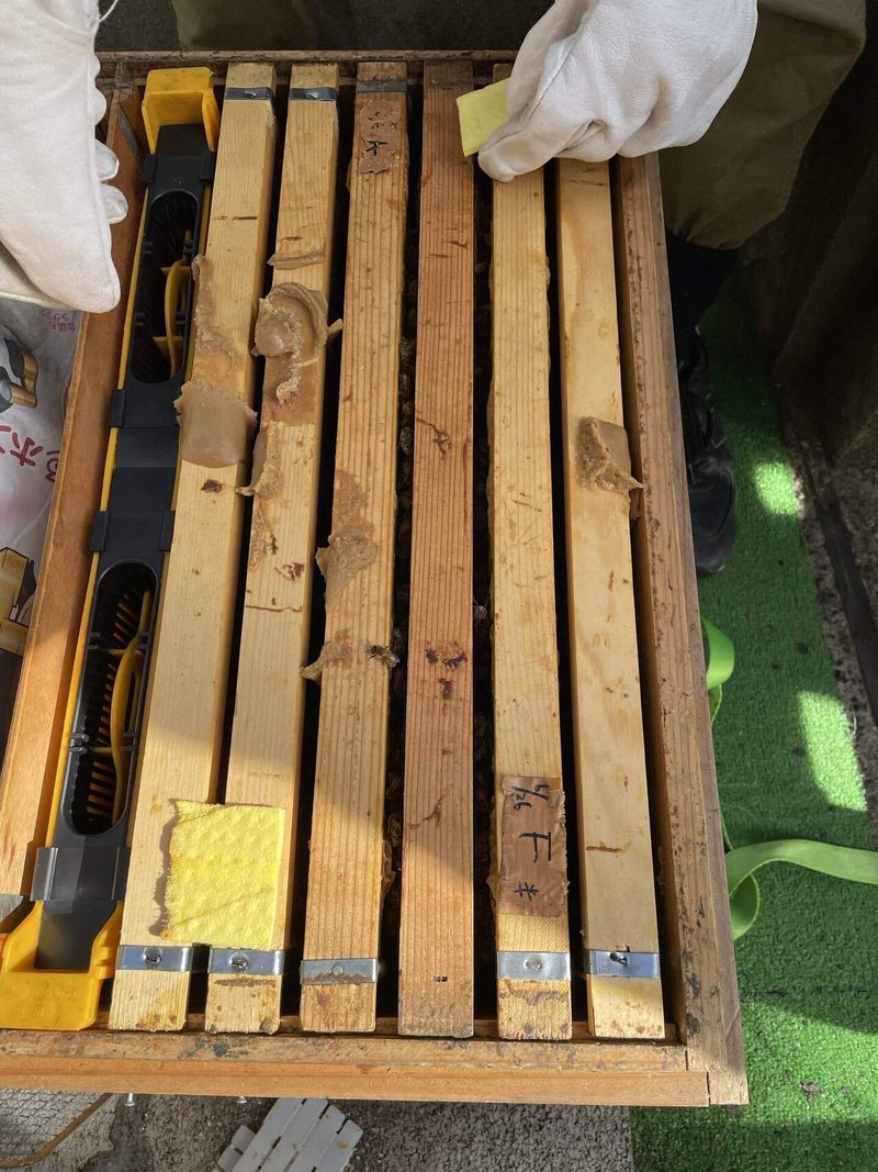 ダニ•ダメ🙅【養蜂生活597日目】｜yabusan（823）