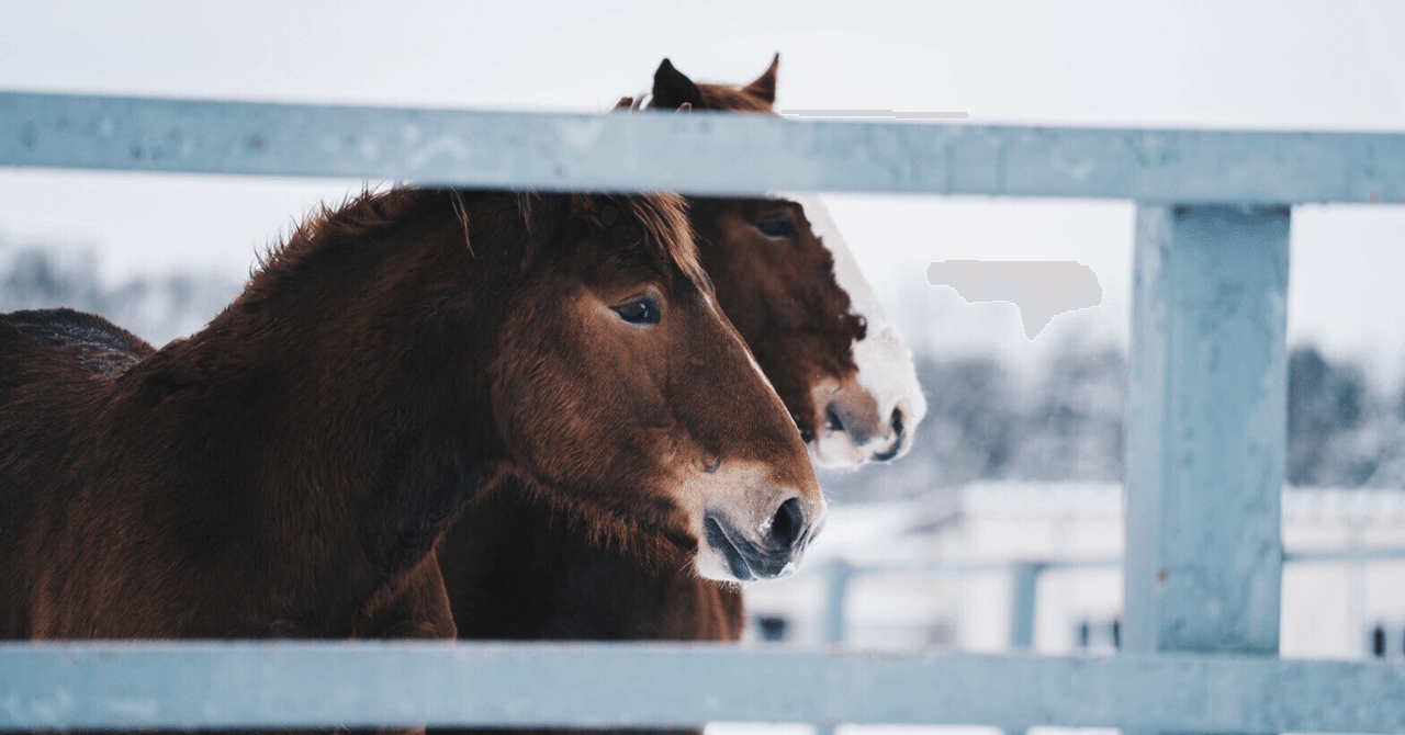 11月5日㈯【京王杯2歳ステークス】【ファンタジーステークス】1週前追い切り評価｜webwriter_U｜note