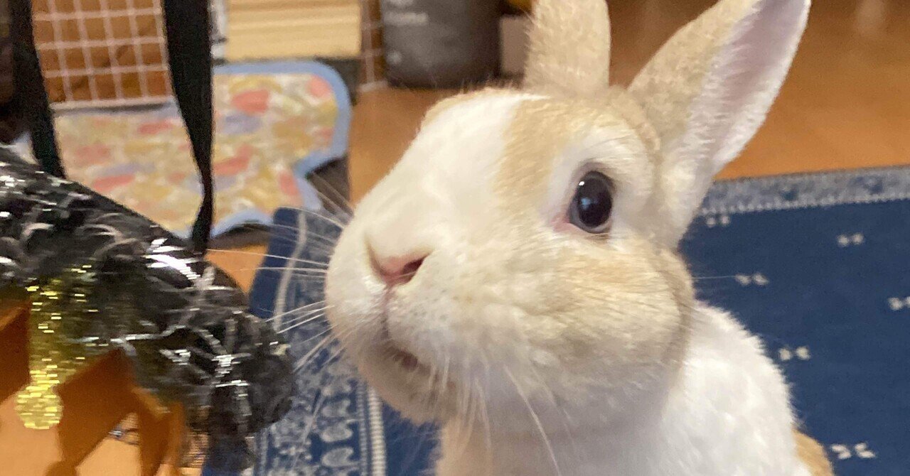 11月はうさぎ月間です｜あーーの