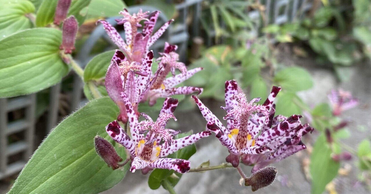 公園の杜鵑草｜之哲／Yuki Satoru｜note