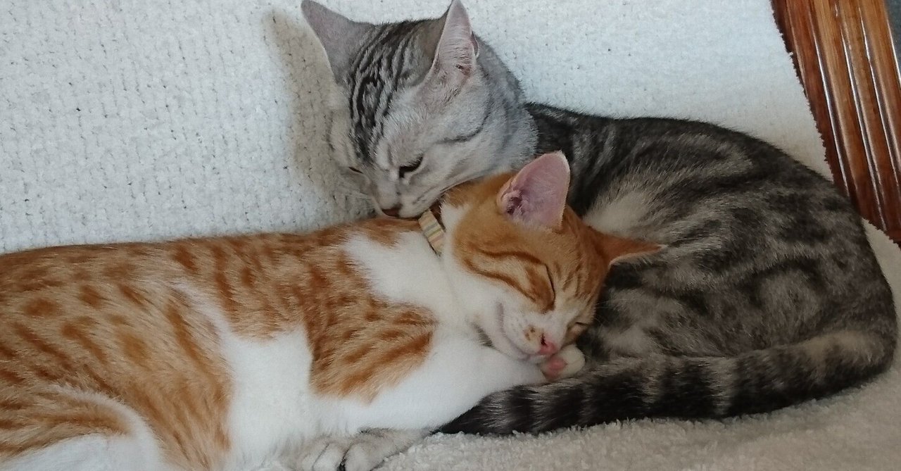 奇跡講座WB実践122 赦しは、私が望むすべてを与えてくれる｜(Linp&Ruru)本当の自分を知り、本当の自分として生きる