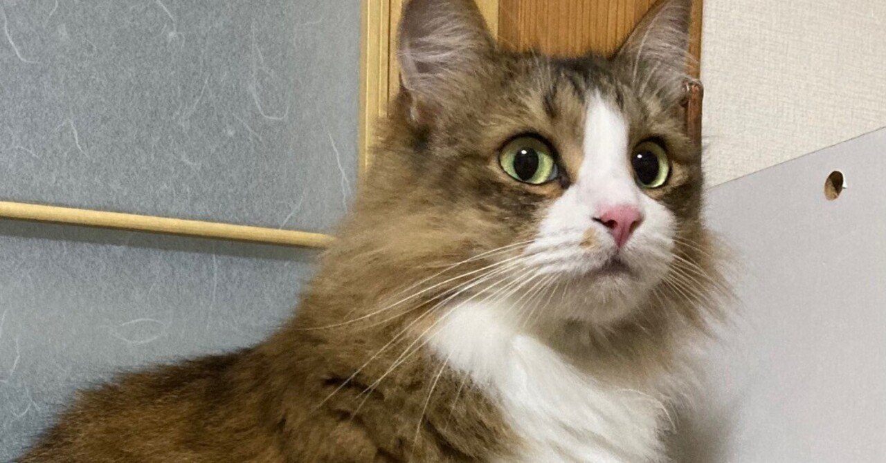 お金、振り込んじゃいました。｜かもたろ｜note