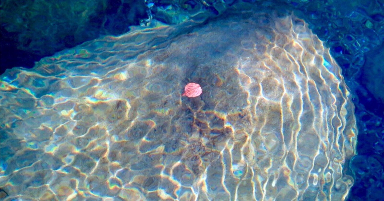 明日のわたしは どこにもいない｜KAZE｜note