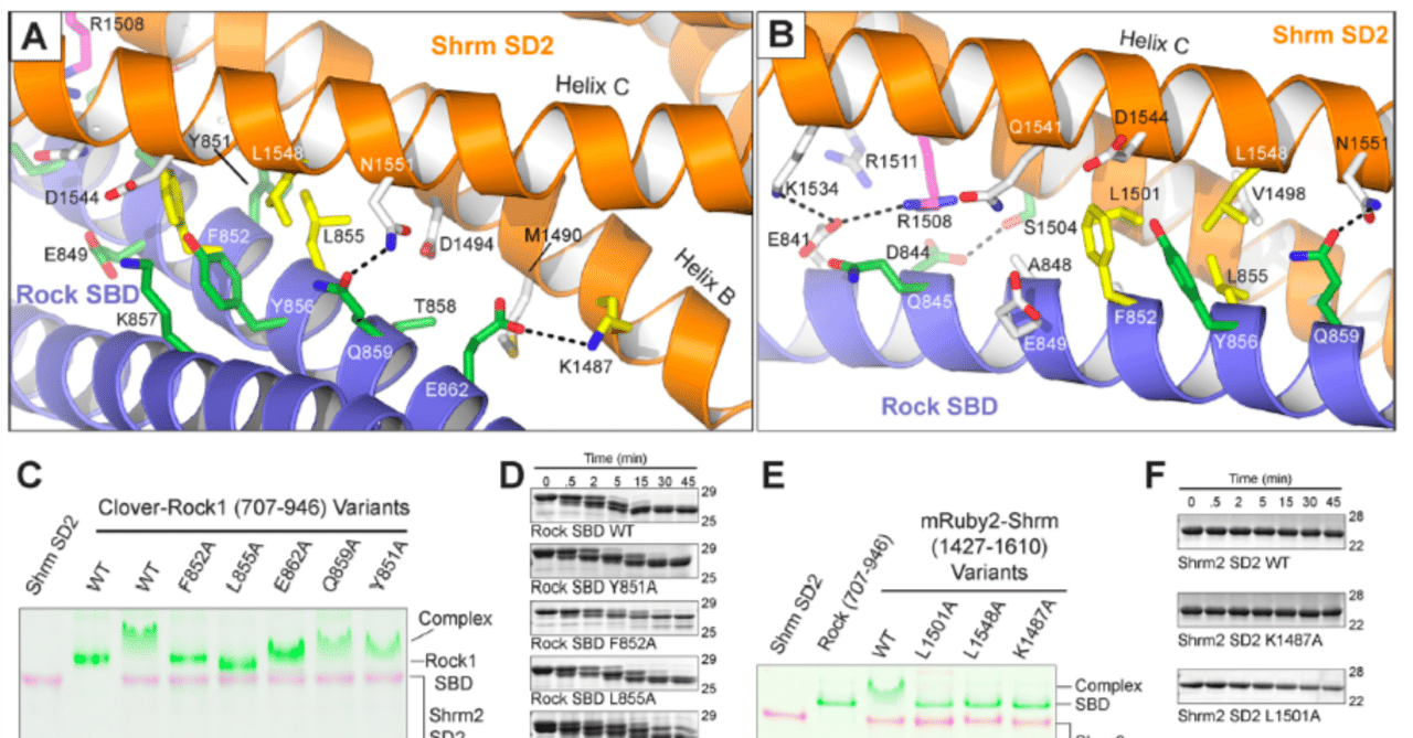 書記が論文読むだけ#992-Structure of the Shroom-Rho Kinase Complex Reveals a Binding Interface with ...