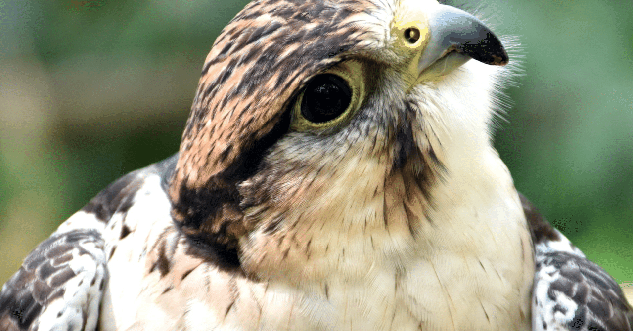 【スマホ副業】Money Falcon(マネーファルコン)で毎日3万円？詐欺？徹底調査！｜aiai2022｜note