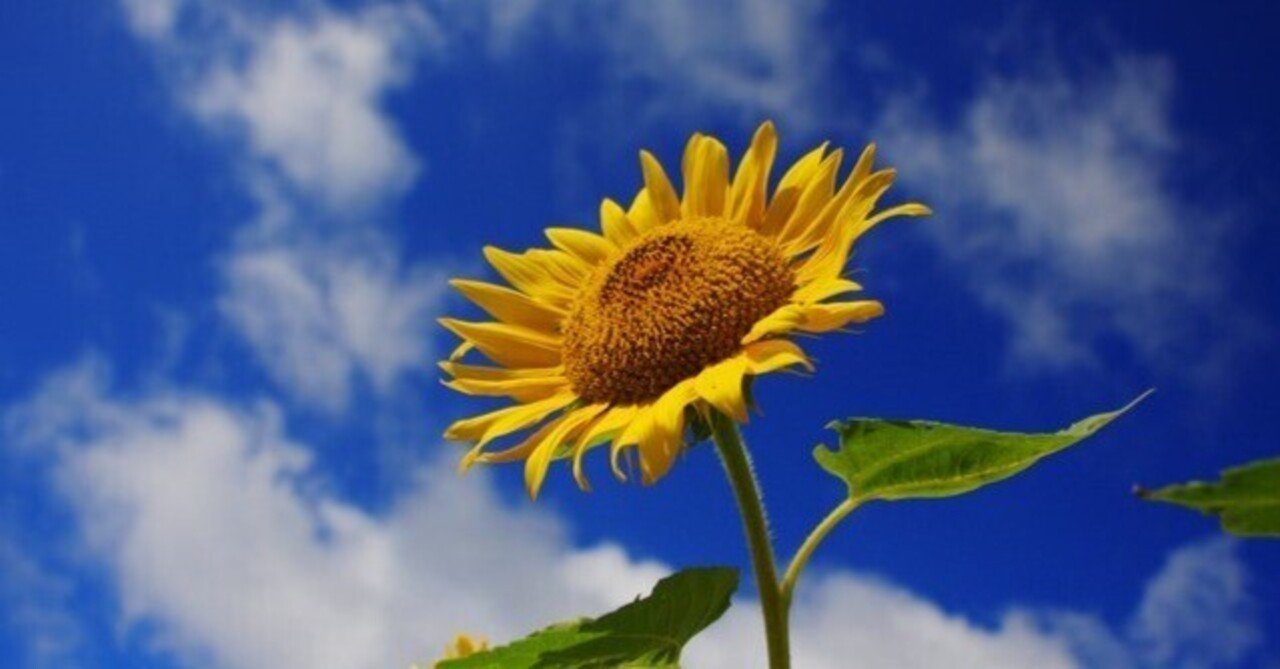 【ハーブ天然ものがたり】ひまわり｜白木海月＠Shield72°公式note｜note