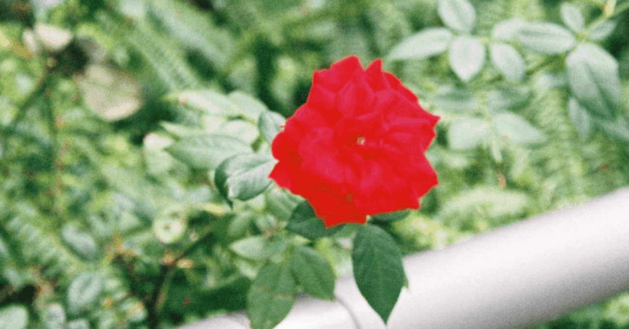 20221104｜Yusuke Muramatsu｜note