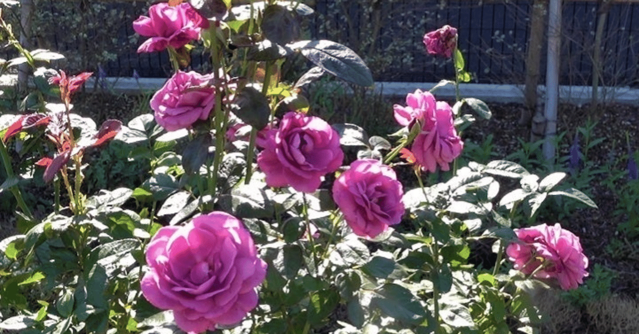 地獄のお嬢様ごっこ｜Achi-ko