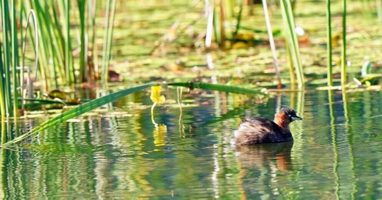 【野鳥】11月3日探鳥｜Chacoder
