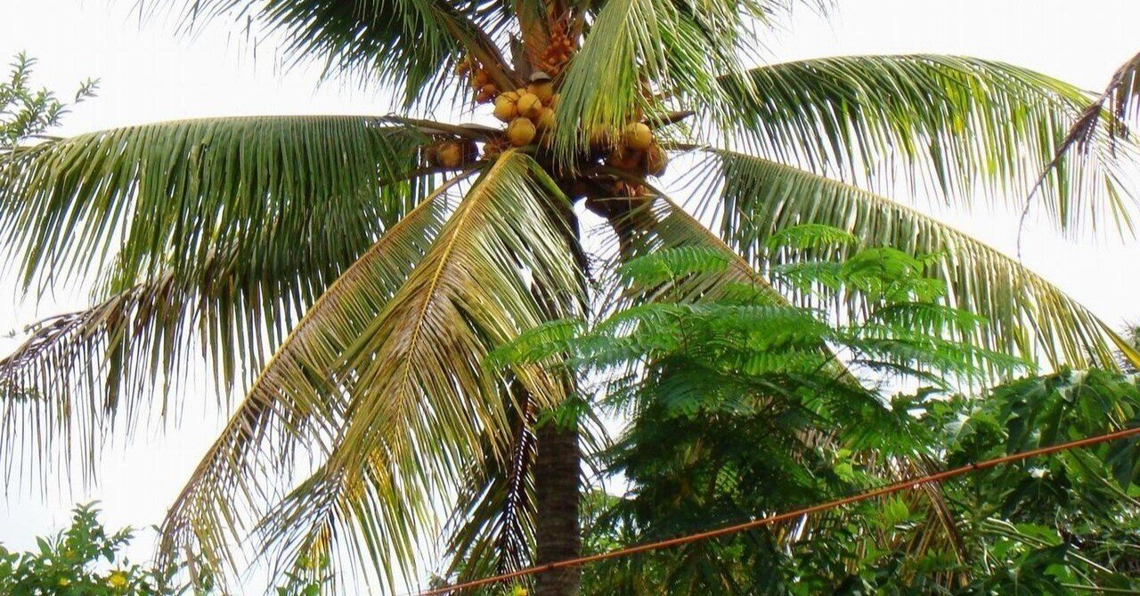 マラヤーラム語を学ぼう ｜今日のことば 05｜Pavanayi