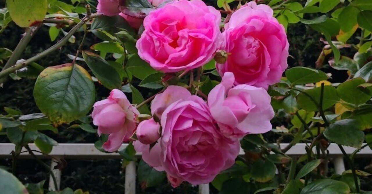 誰からも大丈夫って言われなくてもいい。だって自分が大丈夫だって知っているから♥｜ミカリュス｜note