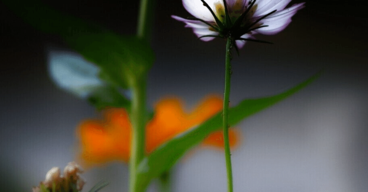 Optim's -pt（オプティムズ プロジェクト）｜note