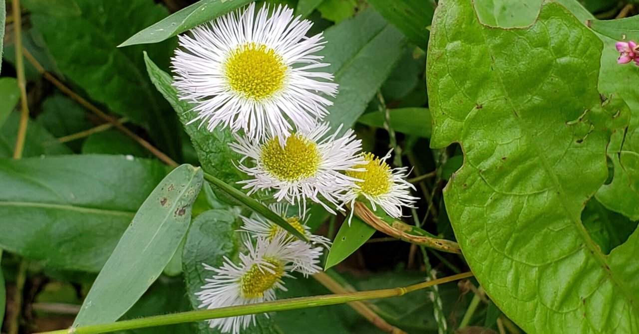 自分 としてるもの｜kitoma｜note