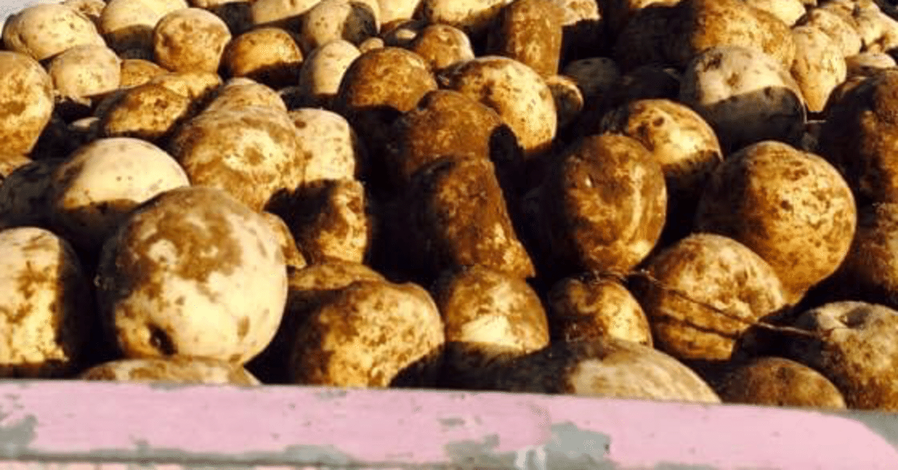 Re potato｜東雲｜note