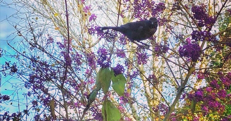 内側から繋がる本質の自分 By Michiko Schneck 〜地に足ついたスピリチュアル｜note