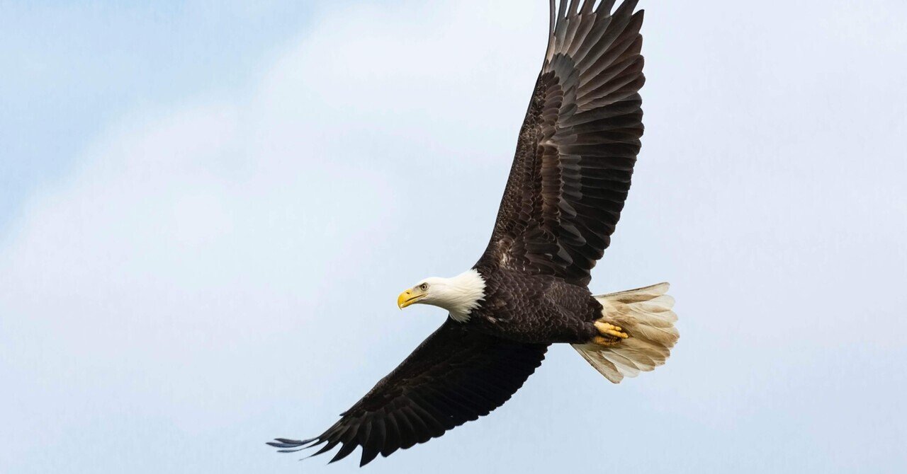 11/8 イーグルズゲート&牡牛座月食満月♉️｜Yuka｜note