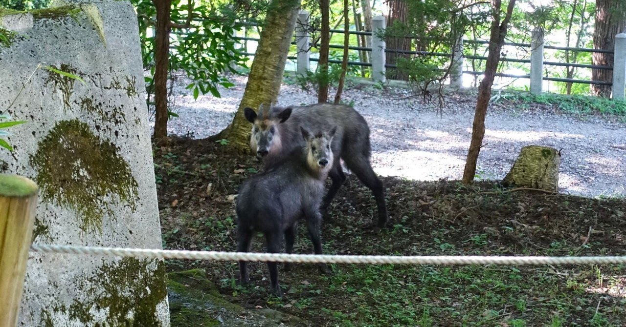 観光していたらニホンカモシカに遭遇した話。国内旅行記・岐阜編Vol.3｜Tsuchinoco