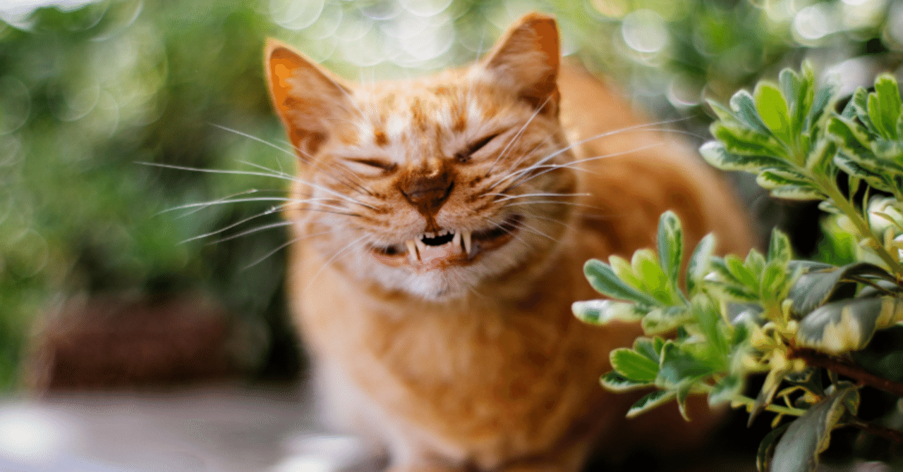 子どももシニアも共に生きる地域の関わり方を考える。｜Veet Sufiya（Mina）｜note