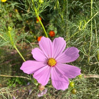 Shio/たまにぶっとんでる日記｜note