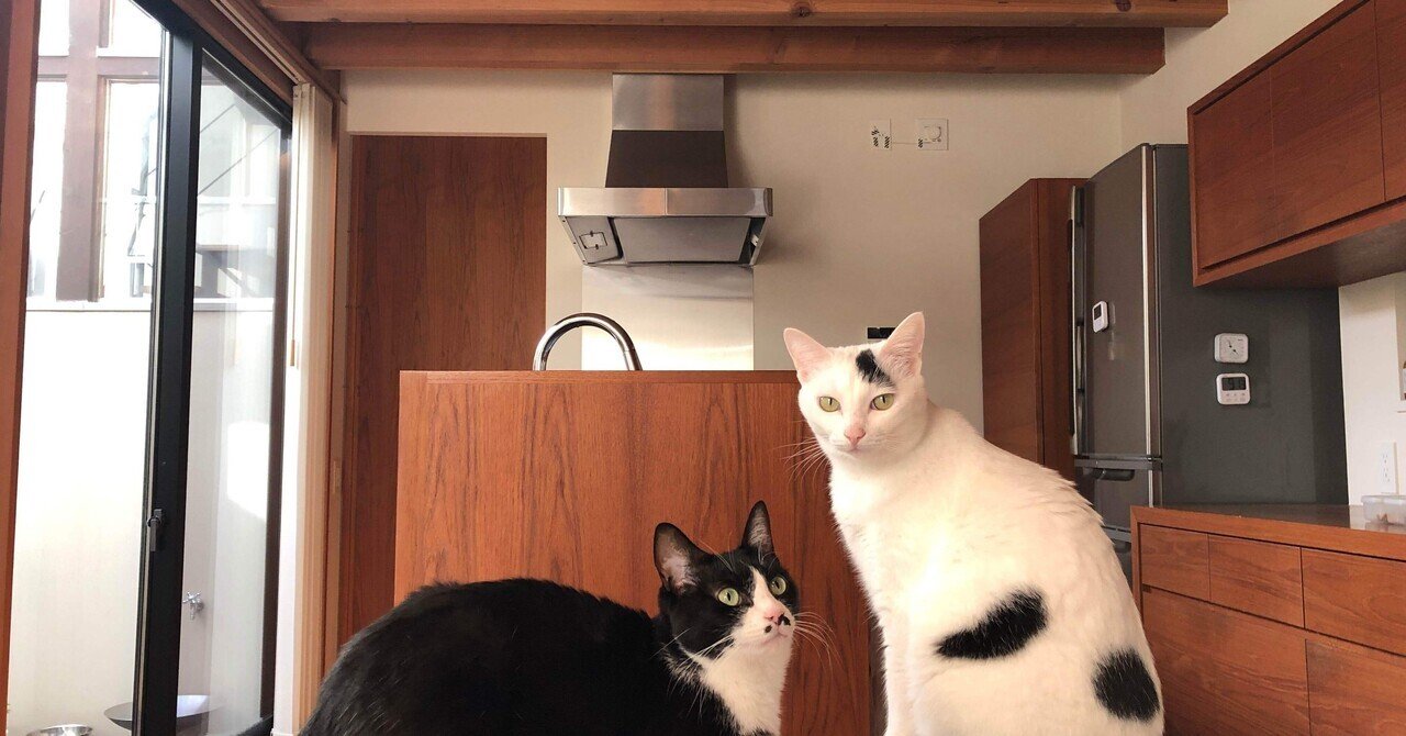 偶然はきっと悪魔の顔って話｜kojiの図書相談室📚