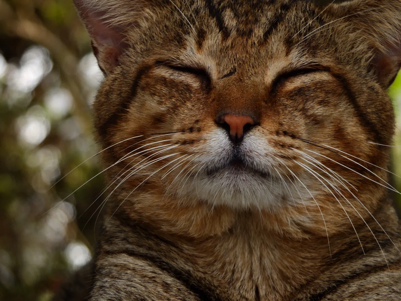 笑おう。｜あいあい大福